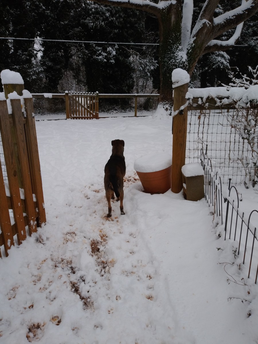 Valentine’s Day 2021 – Alexander's Ark